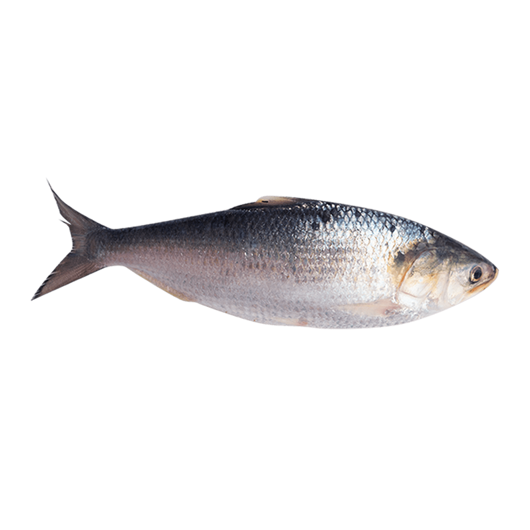Hilsa